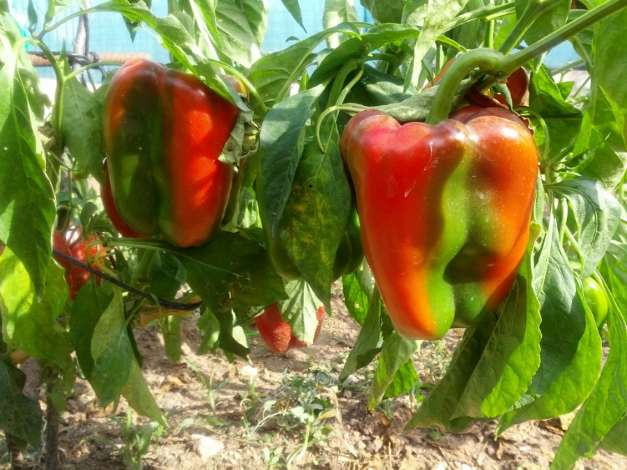 ¿Qué son las PLANTAS C3?