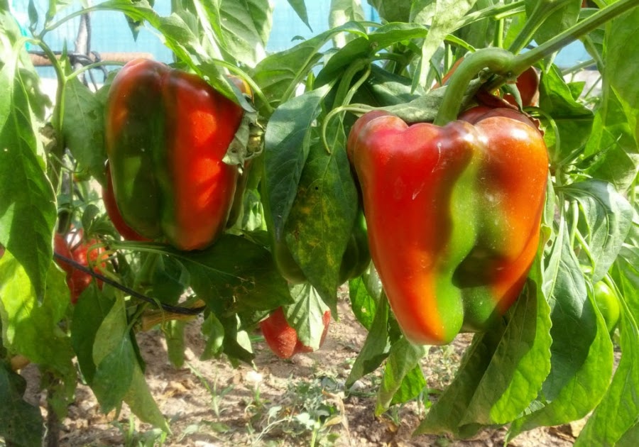 ¿Qué son las PLANTAS C3?