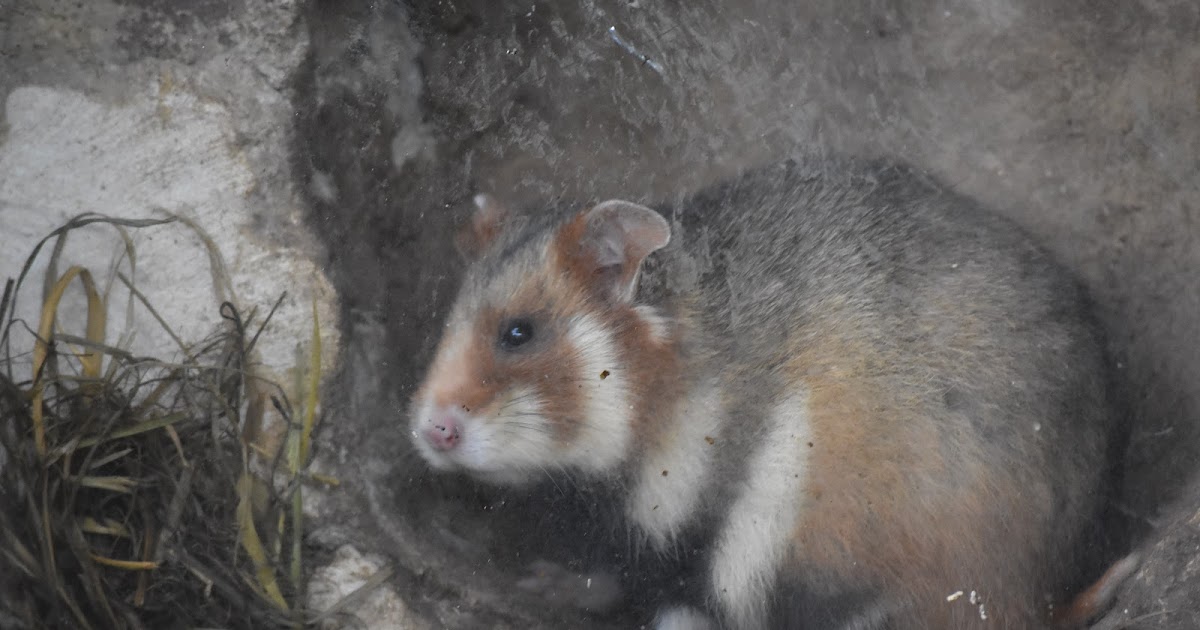 ZOOTOGRAFIANDO (6.100 ANIMALS): HÁMSTER COMÚN / COMMON HAMSTER ...
