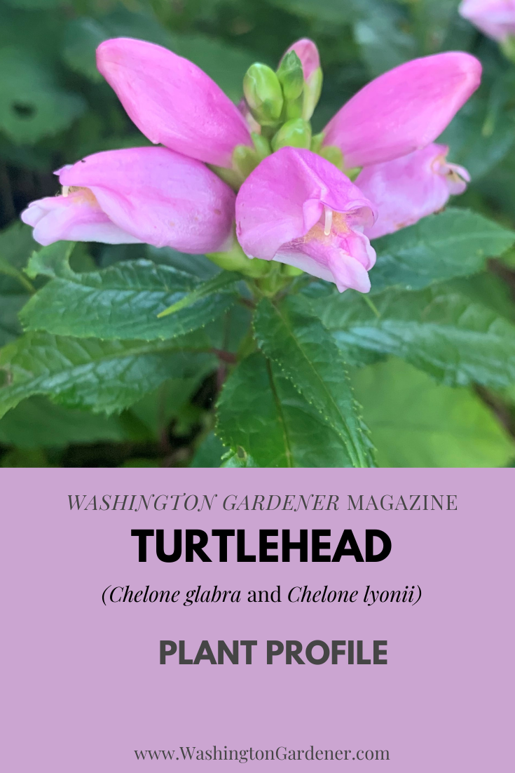 WashingtonGardener: Plant Profile: Turtlehead