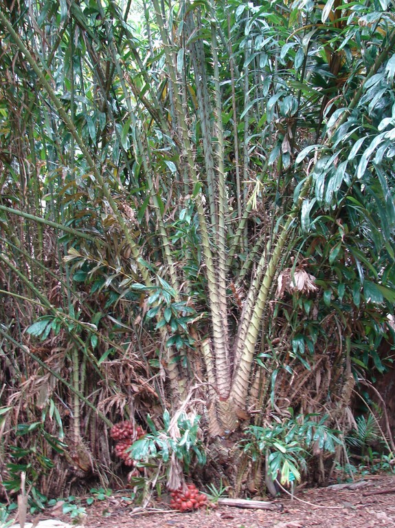 Herbs-Treat and Taste: SNAKE FRUIT TREE ( SALAK) - INFORMATION AND BENEFITS