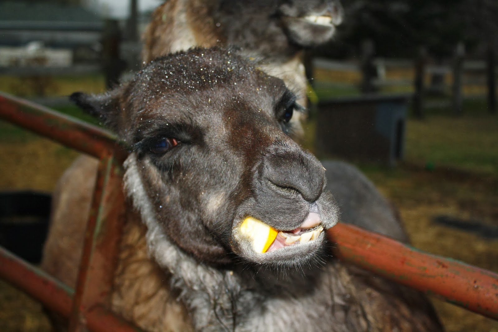 Once Upon a Family: Misty Llama Morning