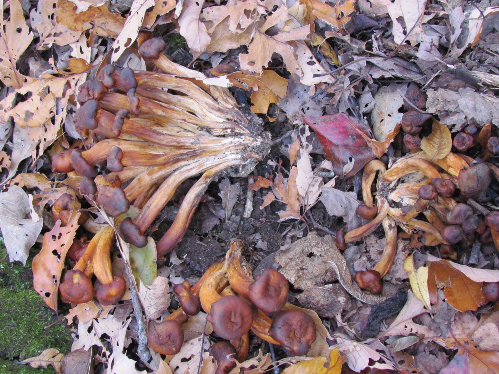 Pygmy Puffs and Heffalumps: The Pinhoti Trail: Georgia Edition