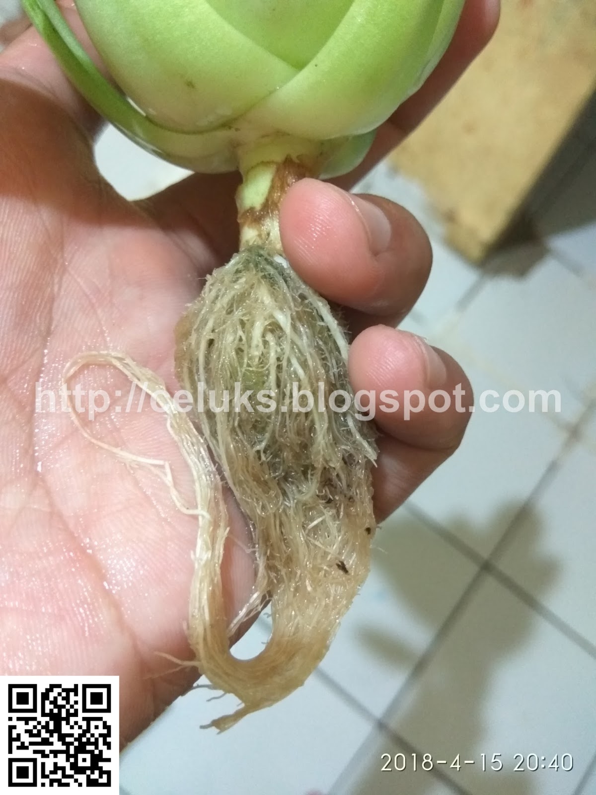 Pakcoy Hidroponik dari Benih sampai Siap Saji