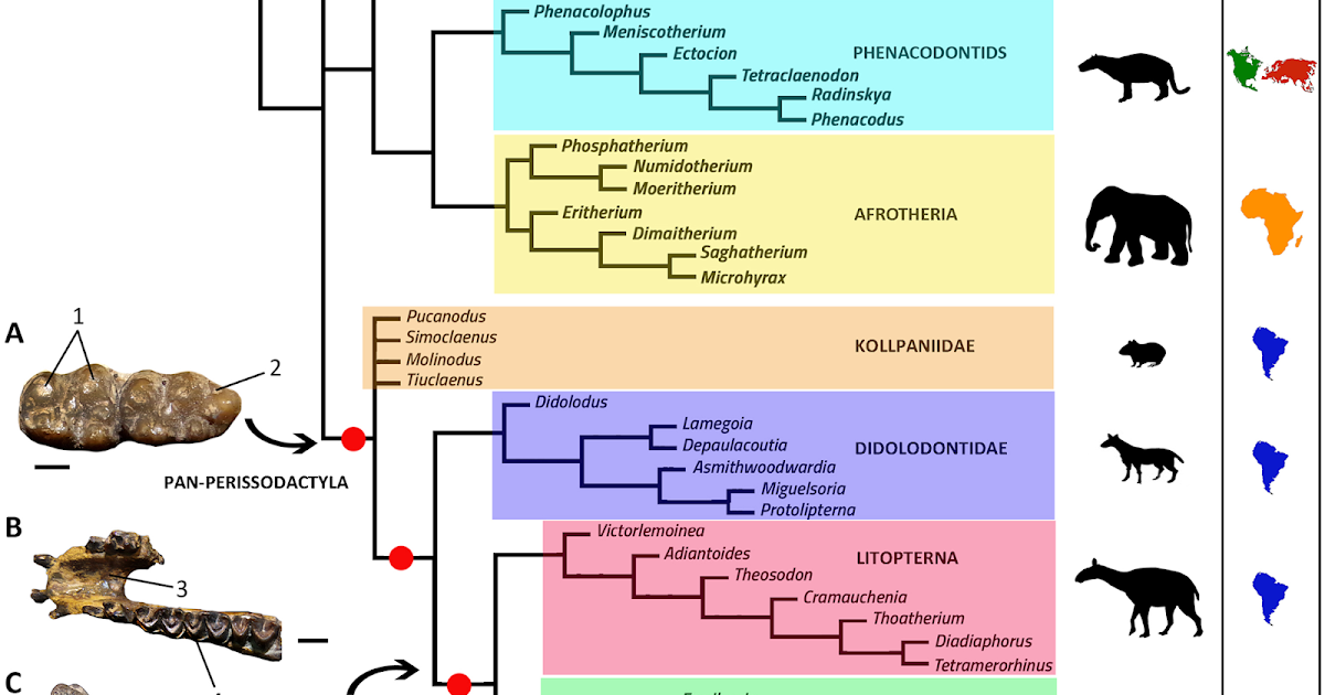 Sciency Thoughts: Exploring the relationship between Litopterns and ...
