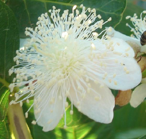 FRUTAS BRASIL: BIOLOGIA da GOIABEIRA