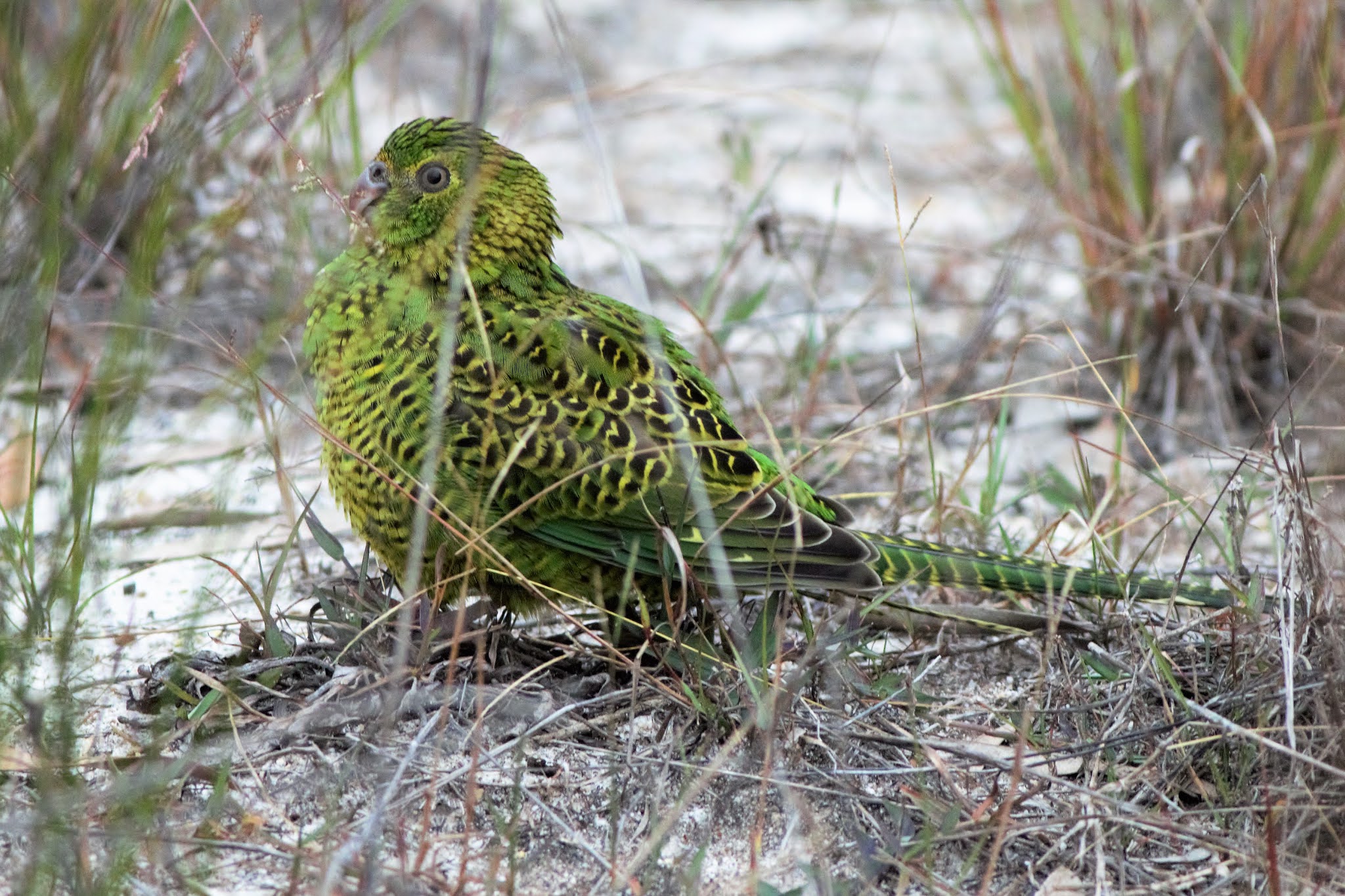 sunshinecoastbirds: Ground Parrots Galore