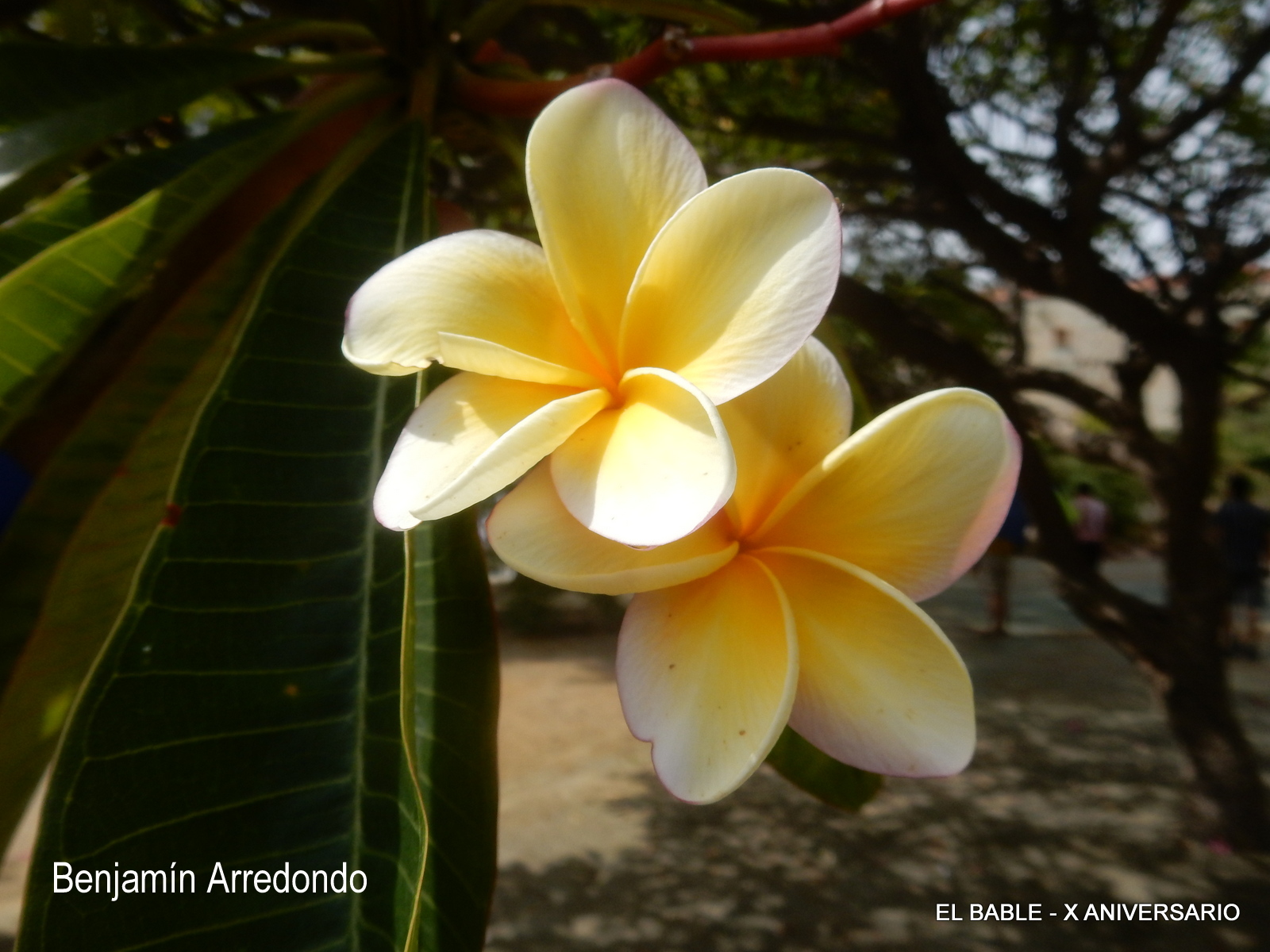 El Bable: De Oaxaca y sus flores
