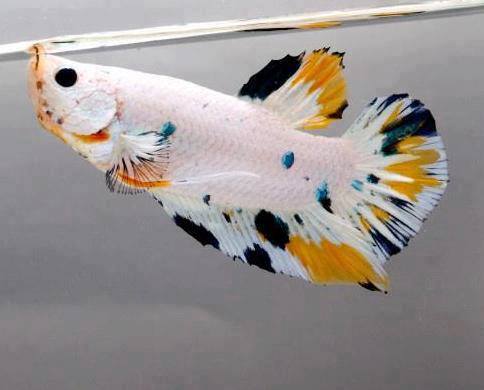 Blog Guru Jaringan Kimia: 55 Jenis Ikan Cupang Lengkap Beserta Gambar