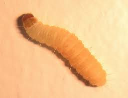 Cultura de Matinhos: POR QUE O TURISTA ERA CHAMADO DE "BICHO DA GOIABA"?