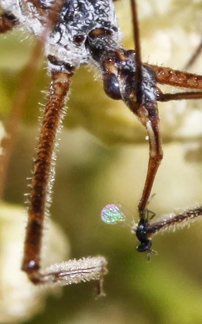 Cuyamaca Woods Mountain Journal: 2013