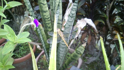 MyKebun: MyKebun Flower - Bunga Butang