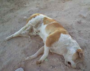 Kcronikas: Un perro muerto