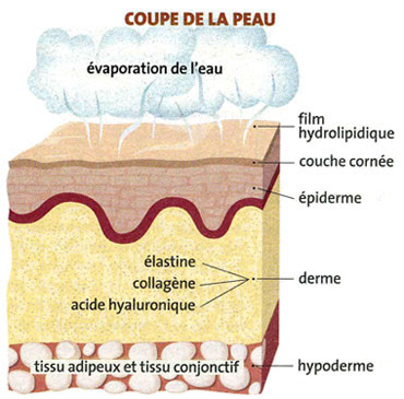 Marine Magpie: Topic Scientific : La peau (Partie 1)