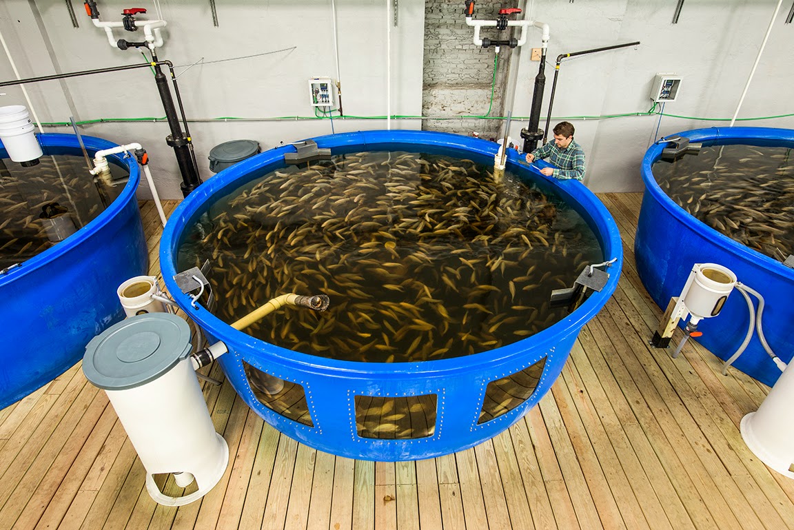 Asesoría Trucha y Tilapia