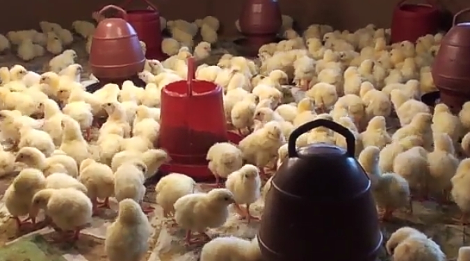 CHAKULA CHA KUKU WA NYAMA (BROILER) - JERRA NUTRIENTS FARM