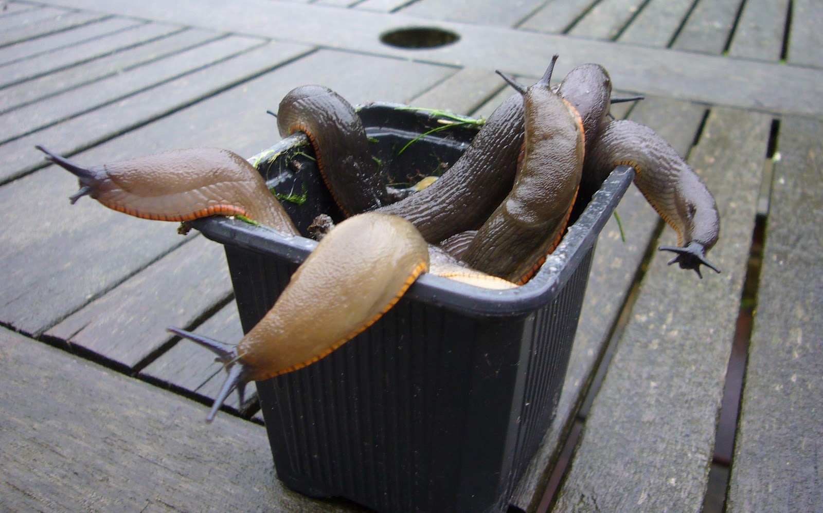 Spiky obsession: They announce a drought