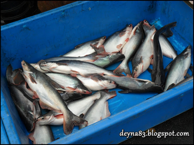 deyna83: Ikan Patin Sungai Pahang Di Pekan Sehari Maran