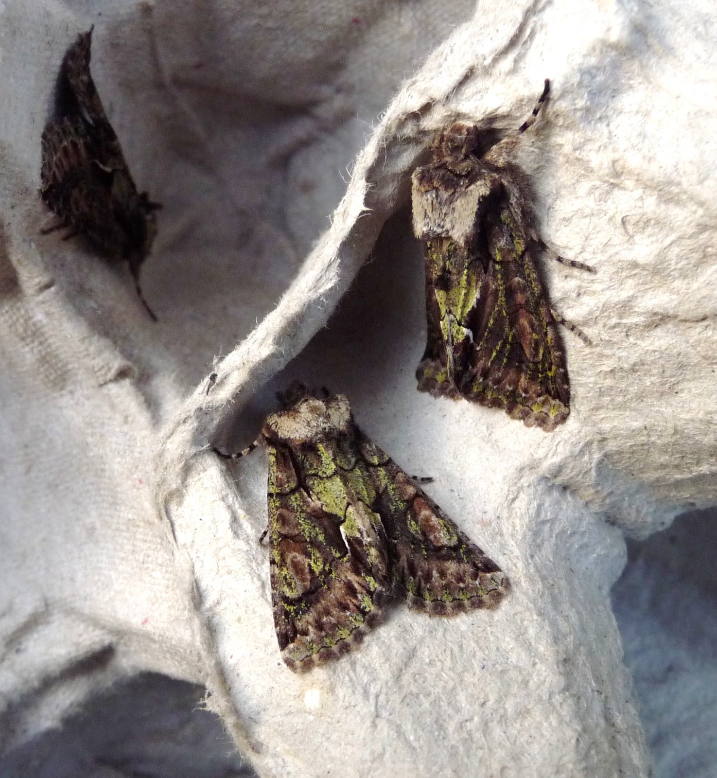 Ceredigion Moths: Woodland Moths 21st October