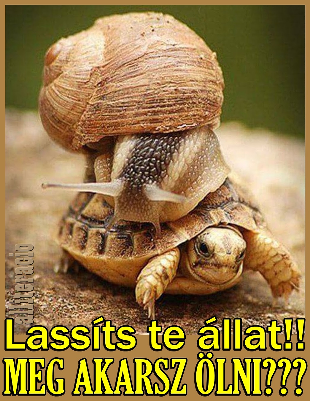 *alliteracio kuckója*: Humoros, aranyos, állatos képek