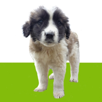 Razas de Perros en Venezuela | actualidad-24.com