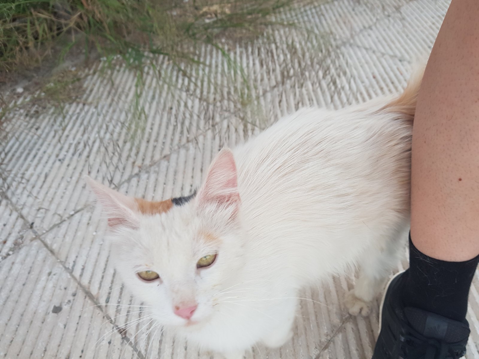 ΦΙΛΟΖΩΙΚΟ ΚΑΙ ΠΟΛΙΤΙΣΤΙΚΟ ΣΩΜΑΤΕΙΟ ΠΑΛΑΙΟΥ ΦΑΛΗΡΟΥ
