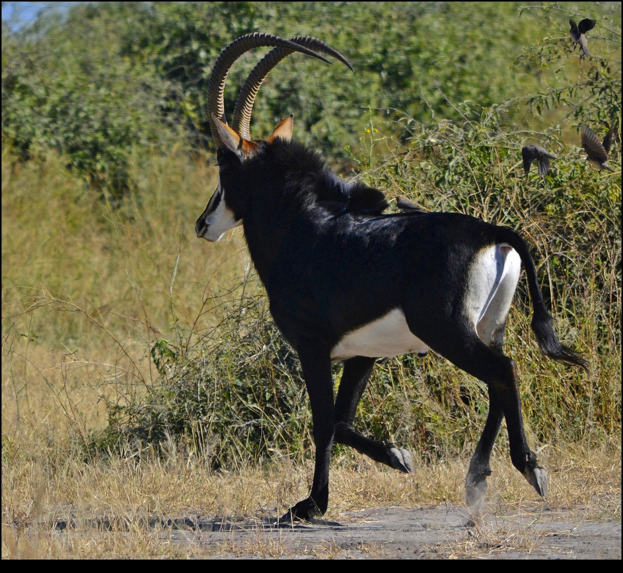 Criaturas Incríveis®: Antílope Negro | Palahala | Mbarapi - Hippotragus ...