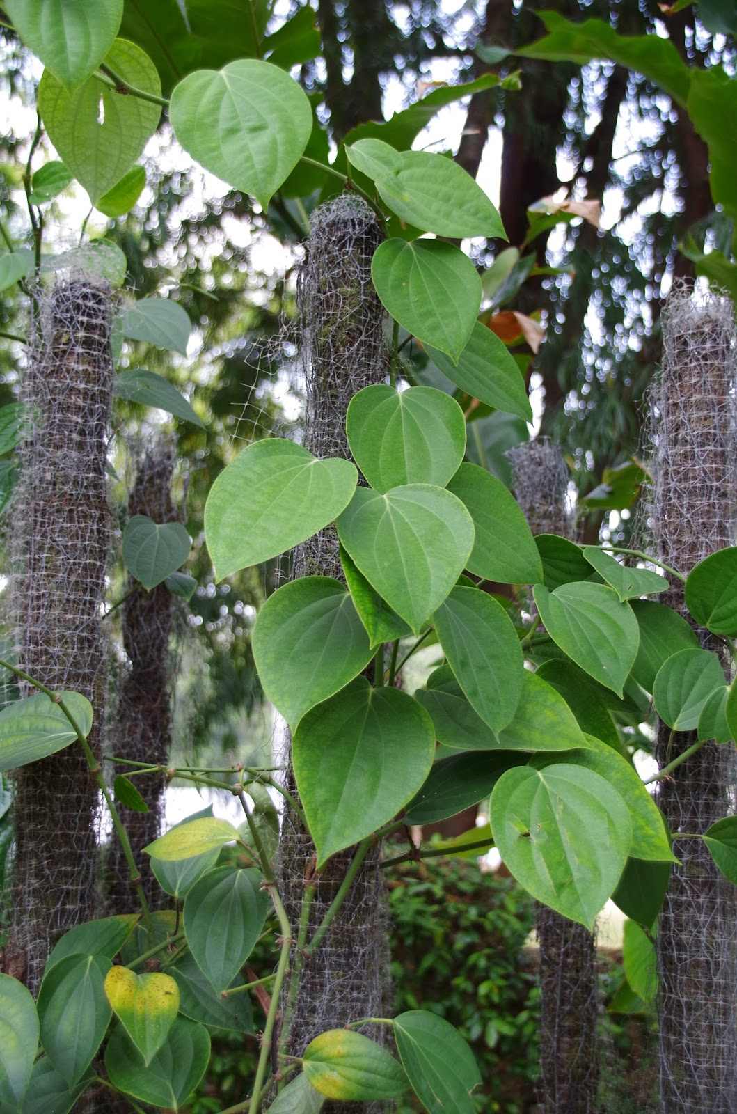 Trees and Plants: Black Pepper