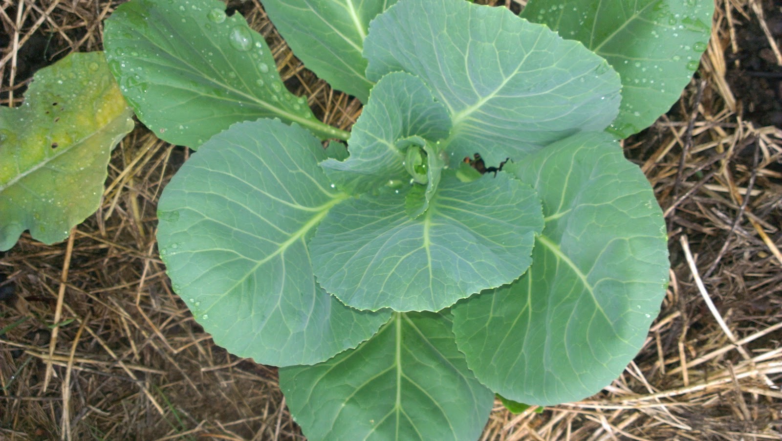 Glut: a year in my patch: The garden in mid-April - Cabbages