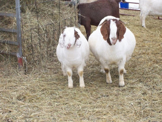 G: Choosing Correct Goat Based on Body Condition Score (BCS)