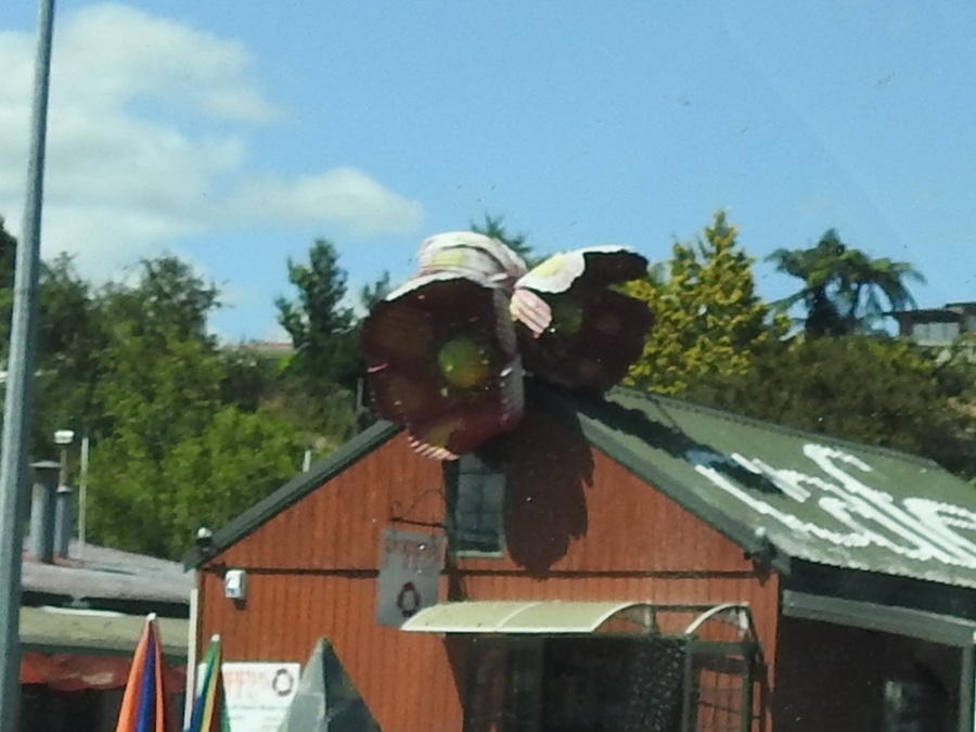 photographing New Zealand: Tirau