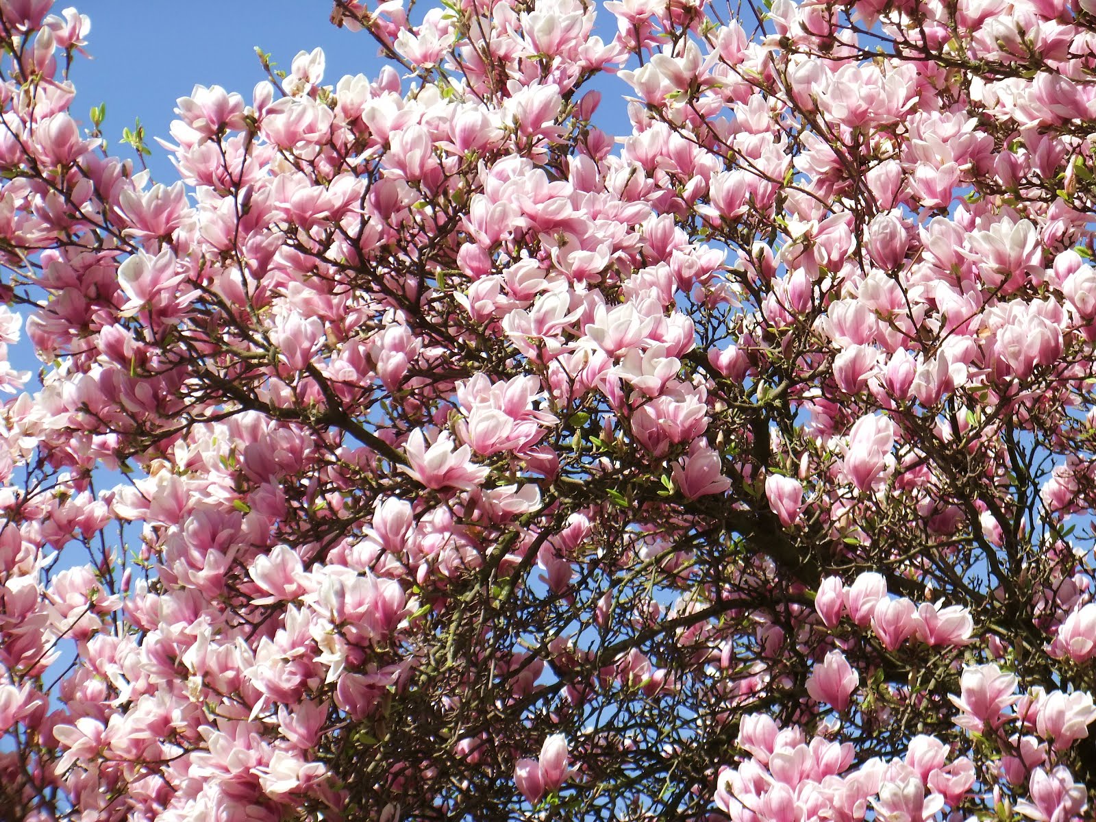 Între vis si realitate 2: Flori de magnolie...