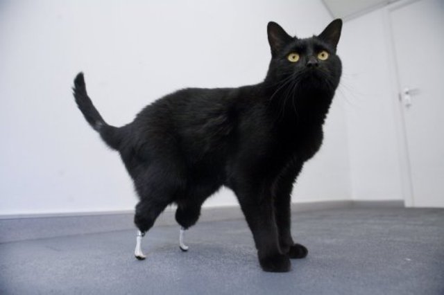 Catsparella: Oscar the Bionic Cat, Two Years Later