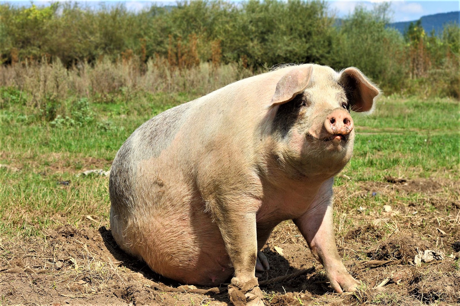 Fieggentrio: Gelukssymbool: Varken