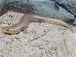 RÉPTEIS OUSADOS: BRIBA