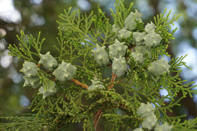 Plantas de Huerta Otea, Salamanca: Tuya oriental, árbol de la vida ...