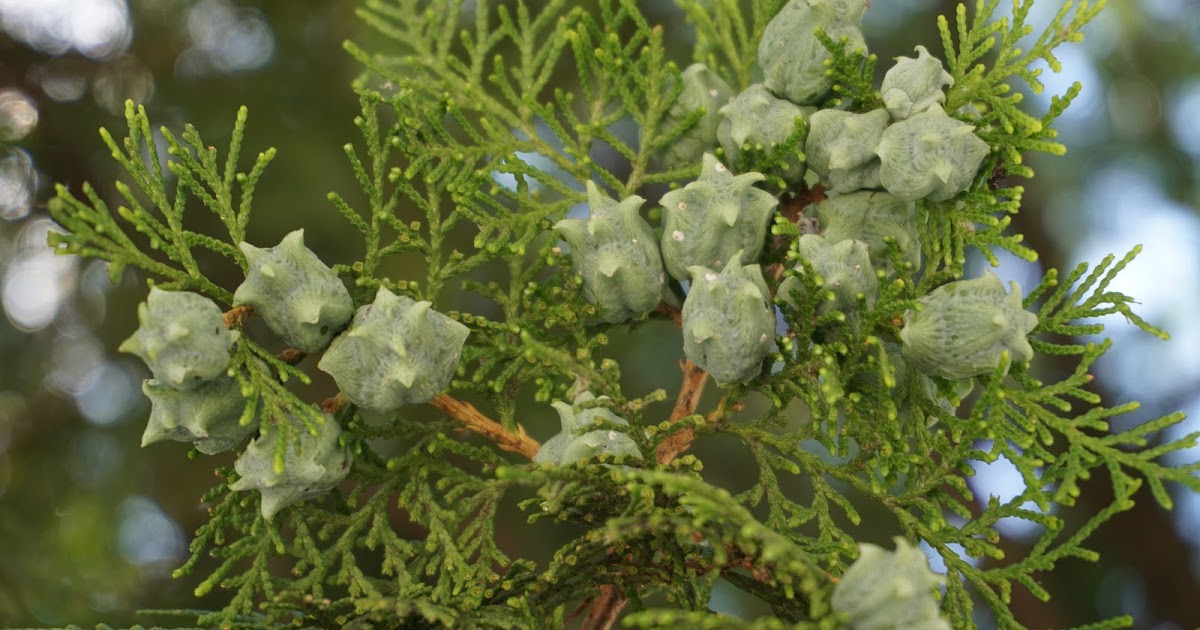 Plantas de Huerta Otea, Salamanca: Tuya oriental, árbol de la vida ...