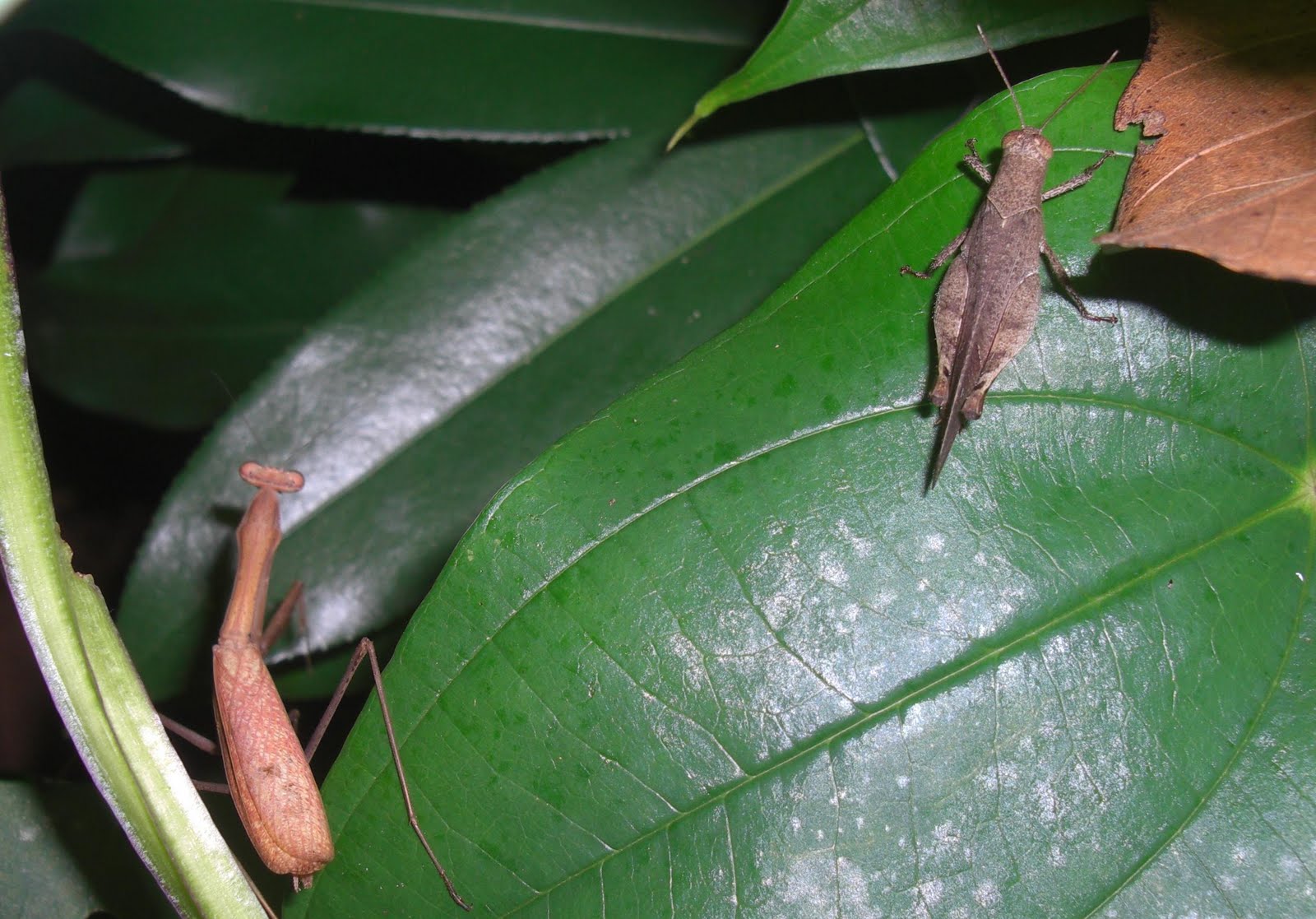 Photography & Me: Big Brown Mantis
