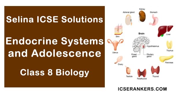 Questions and Answers Class 8 Chapter 5 Endocrine System and Adolescence
