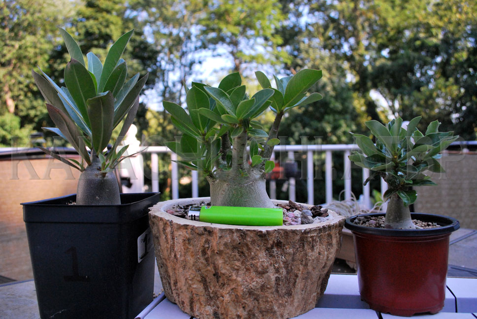 Kalachuchi Atbp: Part III: Adenium Seedlings Care