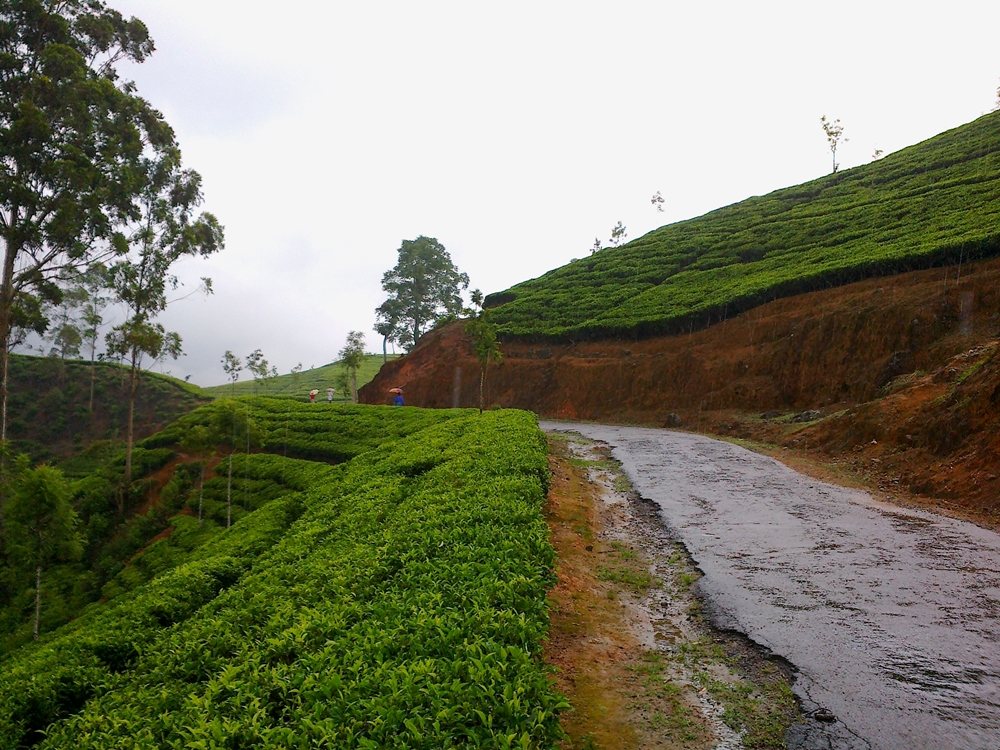 Beautiful Captures: Tea states in Sri Lanka