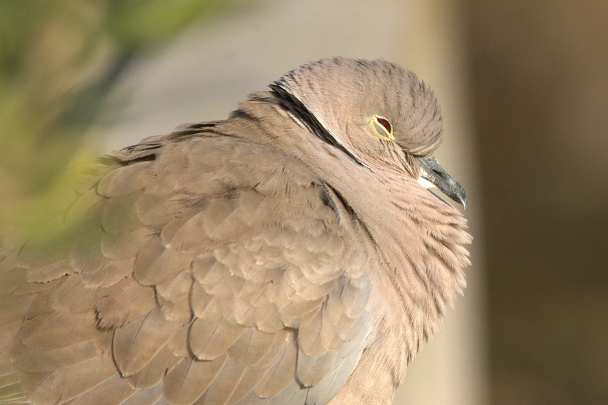 QUADERN DE NATURA: AUS DES DE CASA 3: LA TÓRTORA TURCA