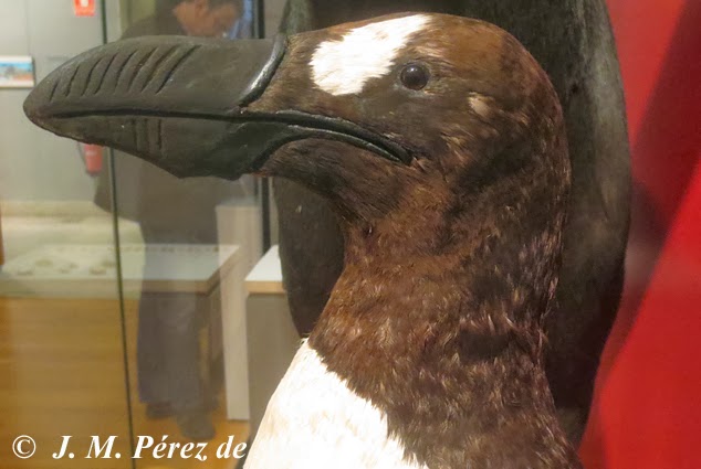 Marismas de Santoña: Alca gigante, la historia de su extinción