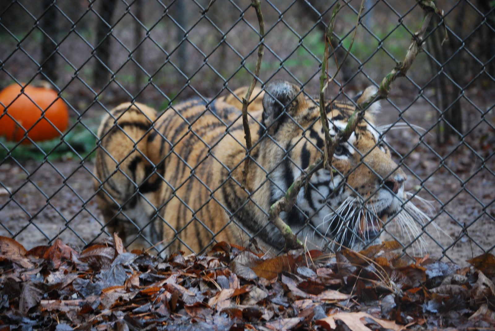 The Newsroom: Carolina Tiger Rescue: Meet the tigers