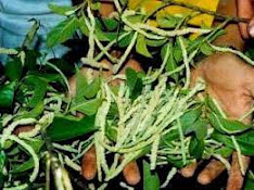 Living with Nature - School on Blog by Dr. Abercio V. Rotor