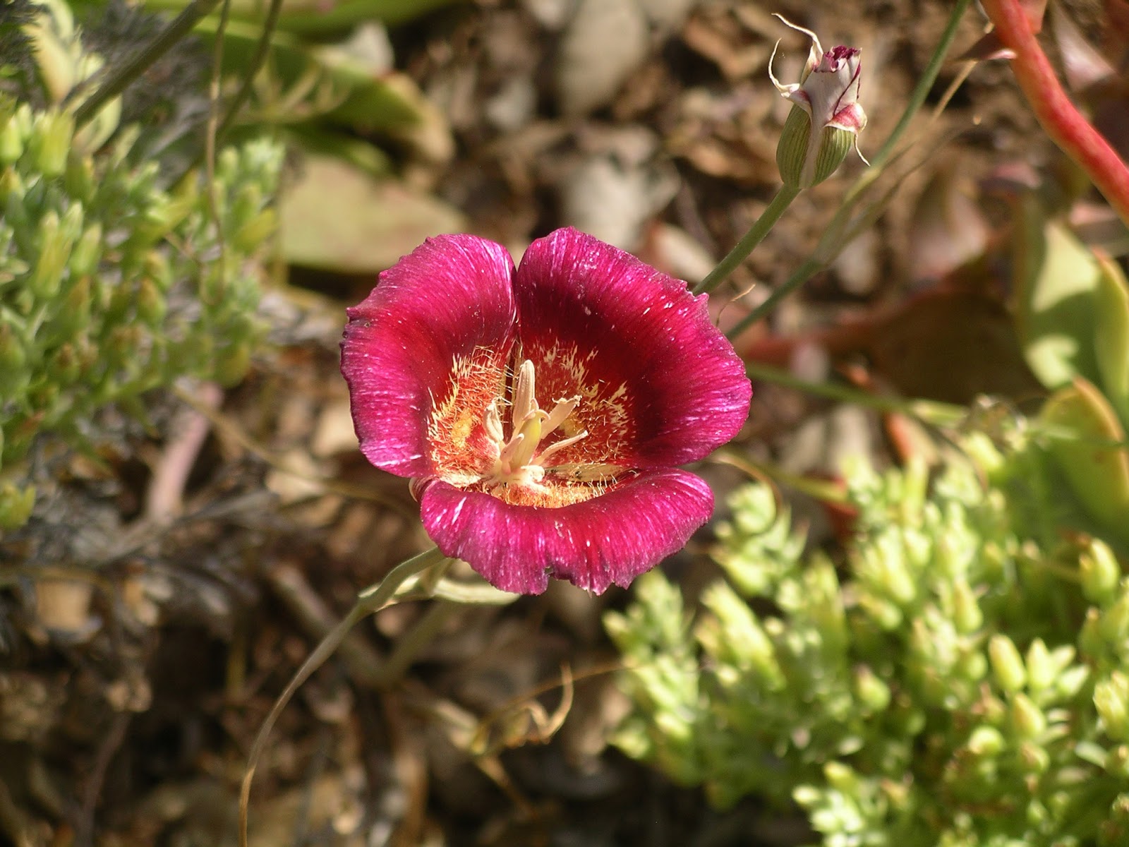 A California Native Plant Garden in San Diego County: Native California ...