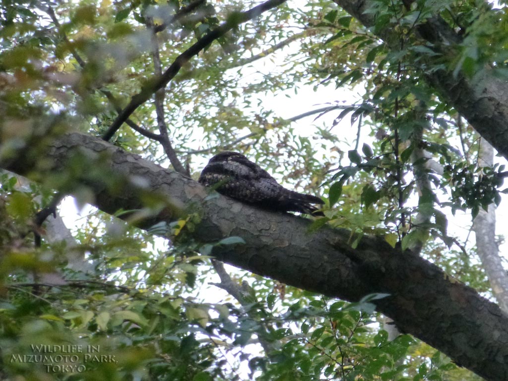ヨタカ Grey Nightjar-水元公園の生き物