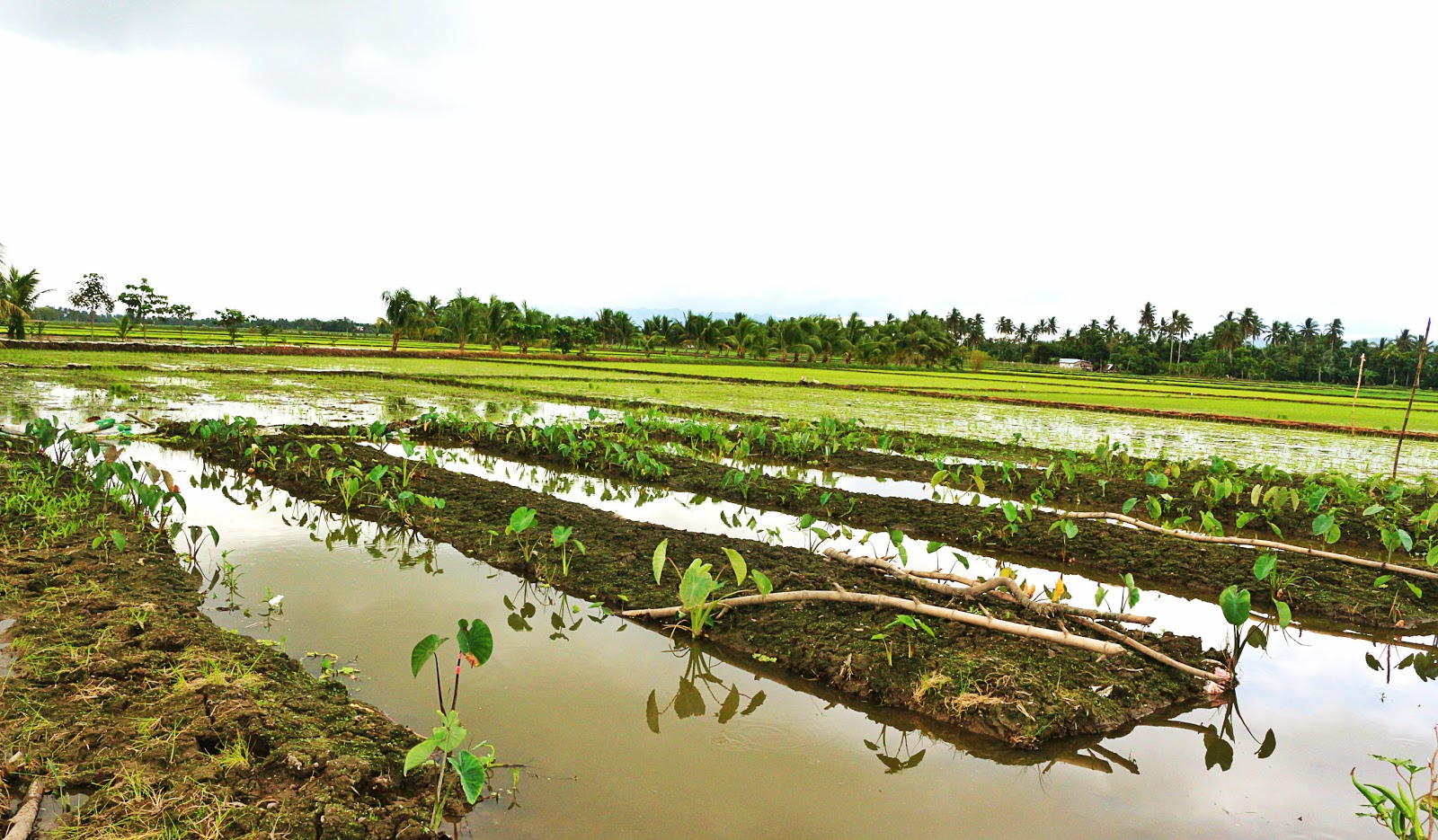 Albay 3rd District Braving The Path To Innovative Rice Farming