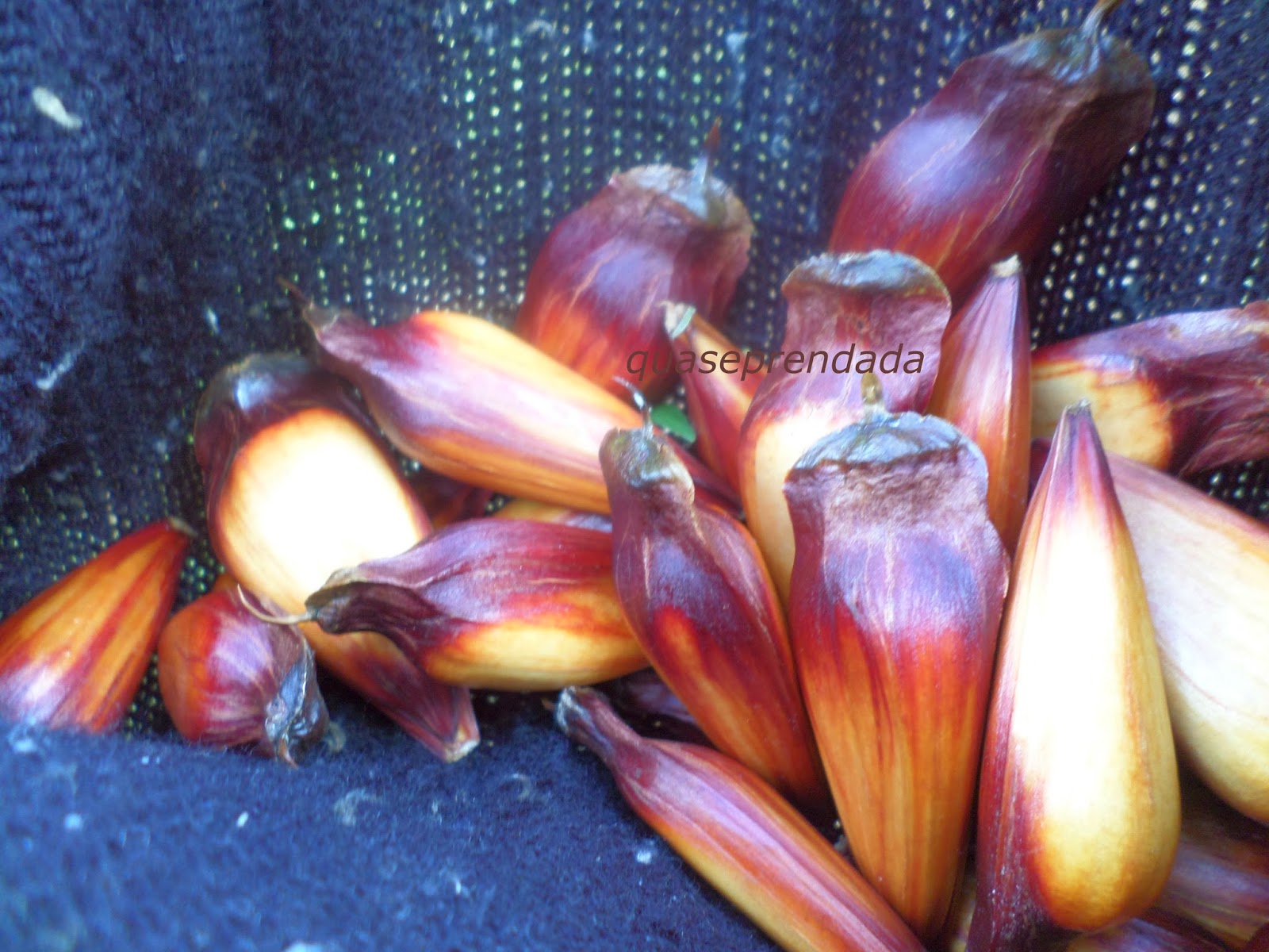 quase prendada : PINHÃO