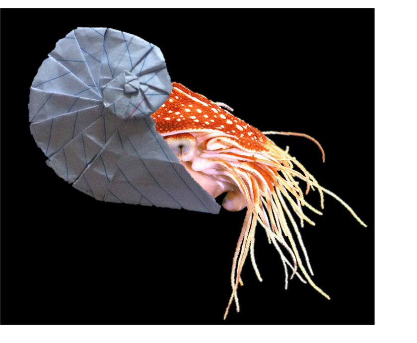 Week Four: Let's Talk About the Cuttlefish in the Room...